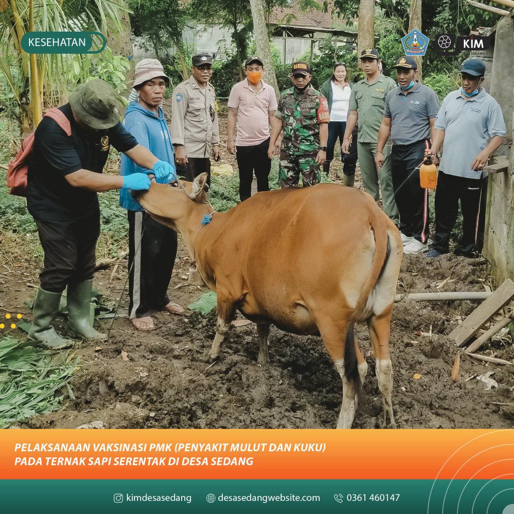 PELAKSANAAN VAKSINASI PMK (PENYAKIT MULUT DAN KUKU) PADA TERNAK SAPI ...